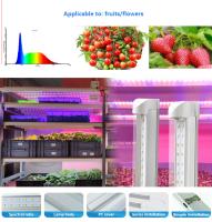 China 18W/36W T8 LED Grow Light Tube for Lettuce Mushroom Hydroponic Indoor Growing Stand 70lm/w Efficiency for sale