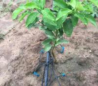 China 2L / 4L / 8L Arrow Dripper Kit , Four Branches Best Drip Irrigation System For Vegetable Garden for sale