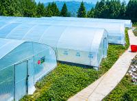 China Gothic Single‑Span Poly Tunnel Greenhouse for sale