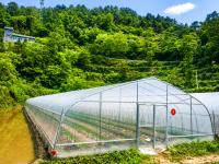 China Gothic Single‑Span Poly Tunnel Greenhouse for sale