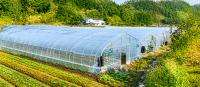 China Gothic Single‑Span Poly Tunnel Greenhouse for sale