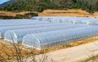 China Single‑Span Round‑Arch Polyethylene Agricultural Tunnel Greenhouse, Specially Designed for Solar Light Utilization & Heat Preservation, Suitable for Protected Cultivation. for sale