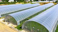 China Single‑Span Round‑Arch Polyethylene Agricultural Tunnel Greenhouse, Specially Designed for Solar Light Utilization & Heat Preservation, Suitable for Protected Cultivation. for sale