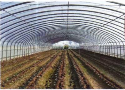 China Single‑Span Elliptical‑Tube Poly Tunnel Greenhouse for sale
