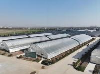 China Multi‑Span Saw‑tooth Film Greenhouse for sale