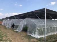 China SingleTunnel Greenhouse single-span greenhouse ideal for seedling breeding flower cultivation herbal planting and sapling growth for sale