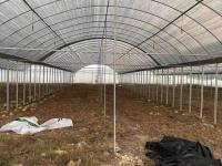 China SingleTunnel Greenhouse single-span greenhouse ideal for seedling breeding flower cultivation herbal planting and sapling growth for sale