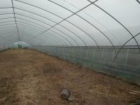 China SingleTunnel Greenhouse single-span greenhouse ideal for seedling breeding flower cultivation herbal planting and sapling growth for sale