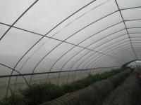 China SingleTunnel Greenhouse single-span greenhouse ideal for seedling breeding flower cultivation herbal planting and sapling growth for sale