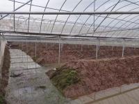 China Multitunnel greenhouse designed for seedling breeding flower cultivation and herbal planting with strong arch frame construction for sale