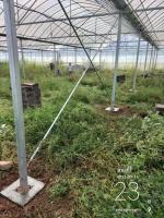 China Multitunnel greenhouse designed for seedling breeding flower cultivation and herbal planting with strong arch frame construction for sale
