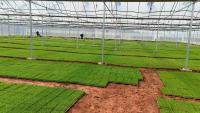 China Multitunnel greenhouse designed for seedling breeding flower cultivation and herbal planting with strong arch frame construction for sale
