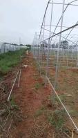 China SingleTunnel Greenhouse Offering Hydroponic Strawberry Cultivation Solution with Prefabricated Parts and Quick Assembly for sale