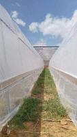 China SingleTunnel Greenhouse Offering Hydroponic Strawberry Cultivation Solution with Prefabricated Parts and Quick Assembly for sale