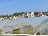 China SingleTunnel Greenhouse Offering Hydroponic Strawberry Cultivation Solution with Prefabricated Parts and Quick Assembly for sale