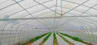 China SingleTunnel Greenhouse Offering Hydroponic Strawberry Cultivation Solution with Prefabricated Parts and Quick Assembly for sale