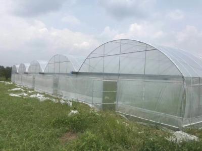 China Multitunnel greenhouse designed to maximize crop yield through controlled environment featuring strong frame and ventilation system for sale