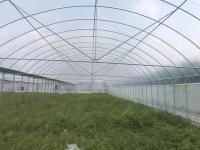 China Multitunnel greenhouse designed to maximize crop yield through controlled environment featuring strong frame and ventilation system for sale
