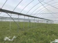 China Multitunnel greenhouse designed to maximize crop yield through controlled environment featuring strong frame and ventilation system for sale