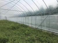 China Multitunnel greenhouse designed to maximize crop yield through controlled environment featuring strong frame and ventilation system for sale