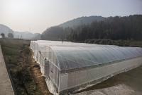 China Multitunnel greenhouse designed to maximize crop yield through controlled environment featuring strong frame and ventilation system for sale