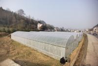 China Multitunnel greenhouse designed to maximize crop yield through controlled environment featuring strong frame and ventilation system for sale