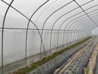 China SingleTunnel Greenhouse spacious interior with polyethylene film covering and heavy duty galvanized steel frame for crop production for sale