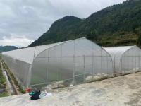 China SingleTunnel Greenhouse spacious interior with polyethylene film covering and heavy duty galvanized steel frame for crop production for sale