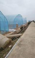 China SingleTunnel Greenhouse spacious interior with polyethylene film covering and heavy duty galvanized steel frame for crop production for sale