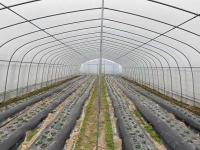 China SingleTunnel Greenhouse spacious interior with polyethylene film covering and heavy duty galvanized steel frame for crop production for sale