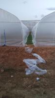 China SingleTunnel Greenhouse spacious interior with polyethylene film covering and heavy duty galvanized steel frame for crop production for sale