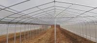China SingleTunnel Greenhouse spacious interior with polyethylene film covering and heavy duty galvanized steel frame for crop production for sale