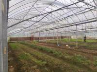 China Durable Multitunnel greenhouse with galvanized steel frame and PE film covering ideal for agricultural planting solutions for sale