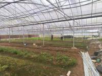 China Durable Multitunnel greenhouse with galvanized steel frame and PE film covering ideal for agricultural planting solutions for sale
