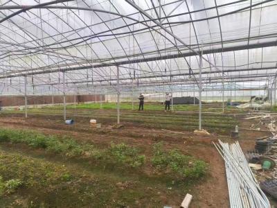 China Durable Multitunnel greenhouse with galvanized steel frame and PE film covering ideal for agricultural planting solutions for sale