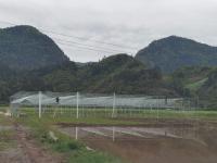 China Durable multitunnel greenhouse with double layer arch design ideal for commercial agricultural and multi span crop cultivation for sale