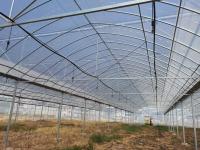 China Durable multitunnel greenhouse with double layer arch design ideal for commercial agricultural and multi span crop cultivation for sale