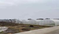 China Durable SingleTunnel Greenhouse Featuring Hot Dip Galvanized Steel Frame and High Light Transmission Plastic Film Covering for Tomato Hydroponics for sale