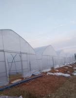 China Durable SingleTunnel Greenhouse Featuring Hot Dip Galvanized Steel Frame and High Light Transmission Plastic Film Covering for Tomato Hydroponics for sale