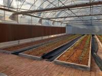 China Durable multitunnel connected greenhouse system designed for large scale agricultural and optimized crop growth conditions for sale