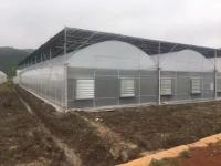 China Durable multitunnel connected greenhouse system designed for large scale agricultural and optimized crop growth conditions for sale