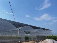 China Durable multitunnel connected greenhouse system designed for large scale agricultural and optimized crop growth conditions for sale