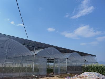 China Durable multitunnel connected greenhouse system designed for large scale agricultural and optimized crop growth conditions for sale
