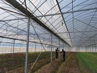 China Durable multitunnel connected greenhouse system designed for large scale agricultural and optimized crop growth conditions for sale