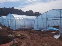 China Commercial grade SingleTunnel Greenhouse with poly tunnel single span design and side roll up ventilation system for improved tomato crop growth for sale