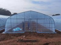 China Commercial grade SingleTunnel Greenhouse with poly tunnel single span design and side roll up ventilation system for improved tomato crop growth for sale