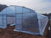 China Commercial grade SingleTunnel Greenhouse with poly tunnel single span design and side roll up ventilation system for improved tomato crop growth for sale