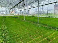 China Galvanized steel pipe multitunnel connected greenhouse with plastic film and polycarbonate panel covering engineered for and durable crop growing for sale