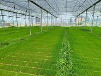 China Galvanized steel pipe multitunnel connected greenhouse with plastic film and polycarbonate panel covering engineered for and durable crop growing for sale