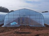 China SingleTunnel Greenhouse Offering Economical Steel Frame and Plastic Film Covering with Optimized Layout for Commercial Mushroom Growing for sale